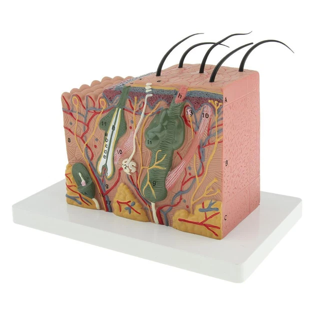 35:1 HUMAN SKIN Subcutaneous Tissue Dissection Model Aid 35X £22.19 ...