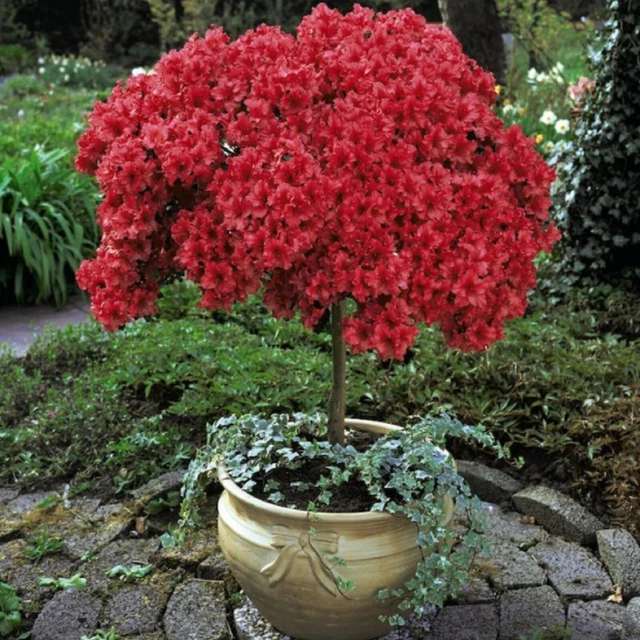 AZALEA JAPONICA STANDARD Shrub / Mini Tree in a 2 Litre Pot (60-80cm ...