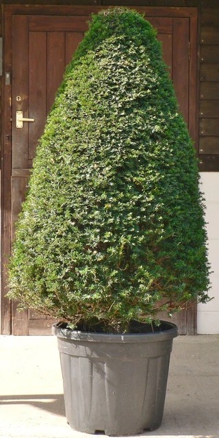 REAL, EXTRA LARGE, Yew (taxus baccata) Cone Shaped Topiary, UK Grown £ ...