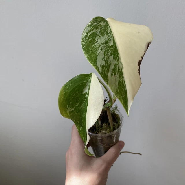MONSTERA DELICIOSA ALBO variegata (small form) - rare aroid plant £30. ...