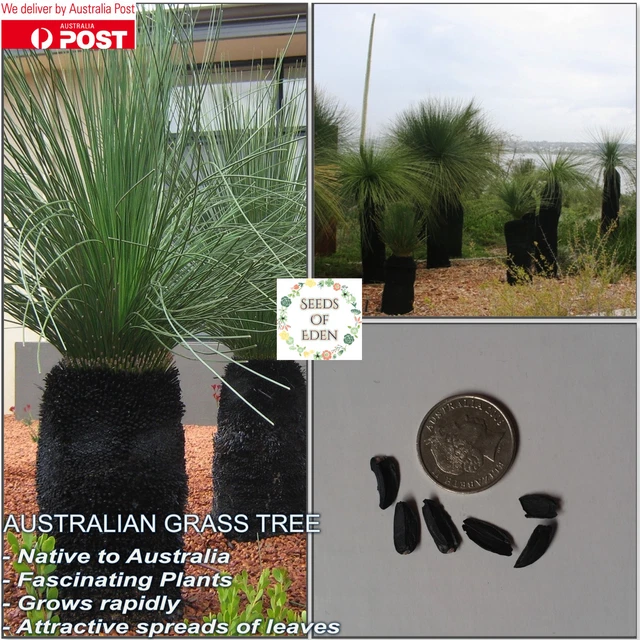 10 AUSTRALIAN GRASS TREE SEEDS(Xanthorrhoea preissii); Native Plant $4. ...