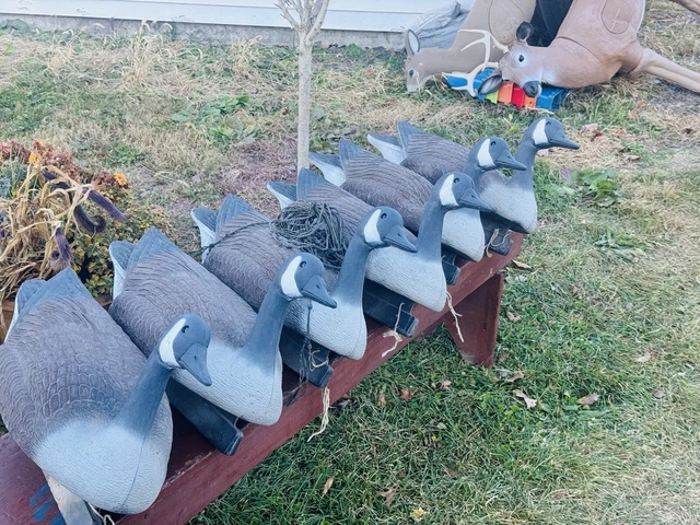 LOT OF 6 flambeau Shell Hollow Canadian Goose Decoys-Bodies 24 inches ...