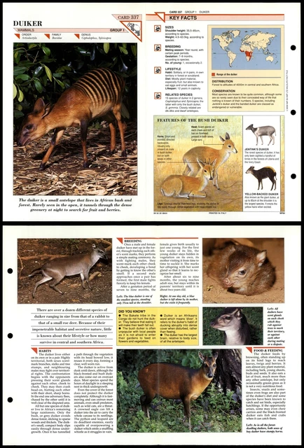 DUIKER #337 MAMMALS Wildlife Fact File Fold-Out Card £1.99 - PicClick UK