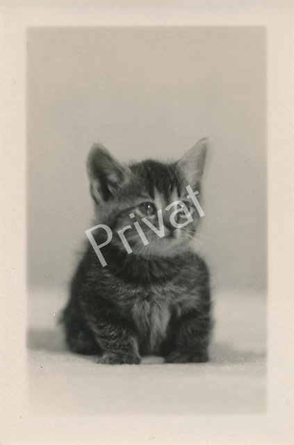 KUNST FOTO AUS Nachlass Willy Otto Zielke Portrait Baby Kätzchen K1.02 ...