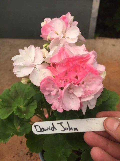 PELARGONIUM GERANIUM DWARF Zonal ‘David John’ £9.57 - PicClick UK
