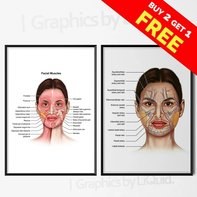 FACE ANATOMY VEINS MUSCLES Detailed Chart Science Poster Print ...