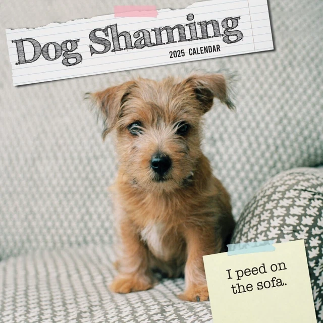 DOG SHAMING - 2025 Square Wall Calendar 16 month by Gifted Stationery ...