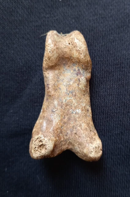 FOSSIL CAVE BEAR Finger Bone, Ursus spelaeus from Romania Pleistocene ...