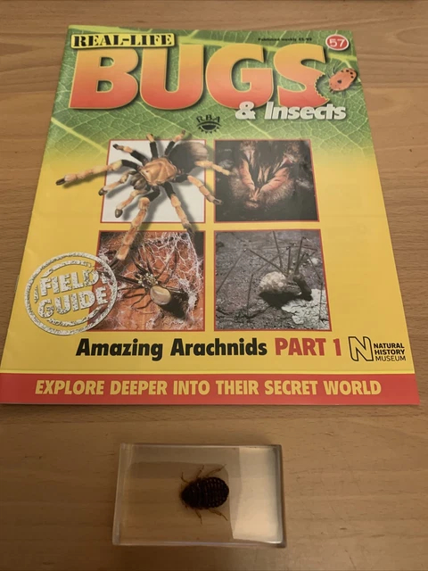 REAL LIFE BUGS And Insects National Geographic Taxidermy Magazine With ...