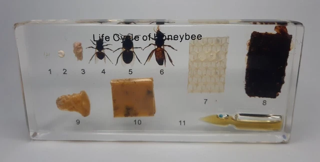 INSECT LIFE CYCLE Set Honey Bee Apis mellifera Specimen in Clear Lucite ...