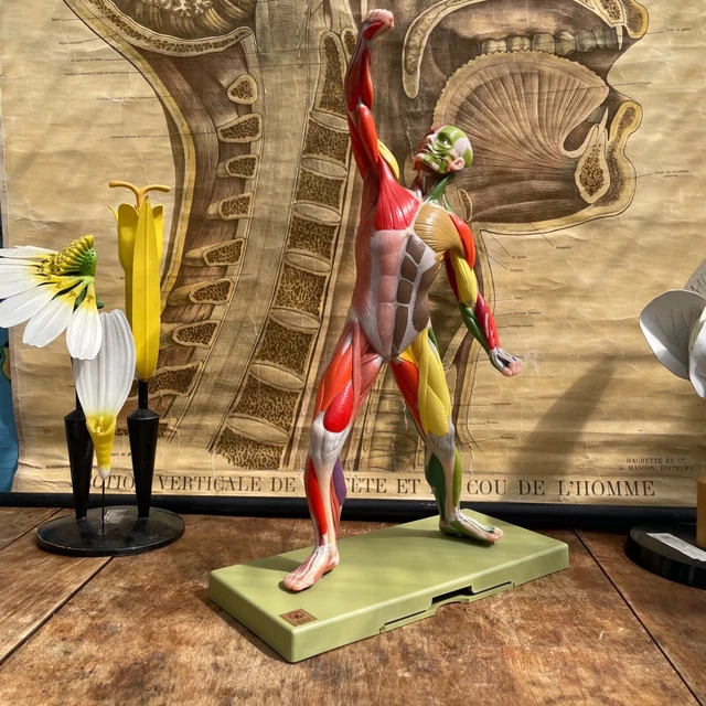VINTAGE SOMSO MALE MUSCLE Figure educational model Anatomy model with ...