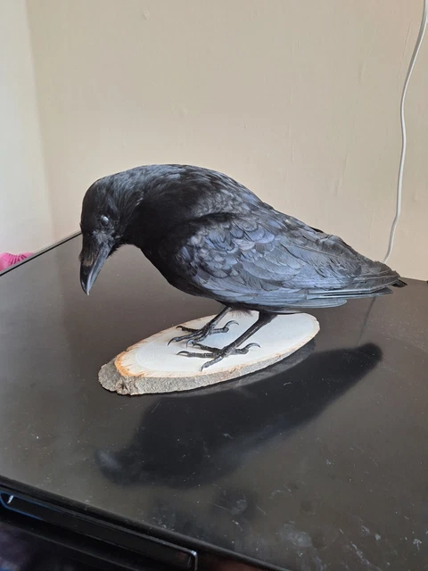 TAXIDERMY CARRION CROW With Single White Feather (Corvus Corone) £95.00 ...