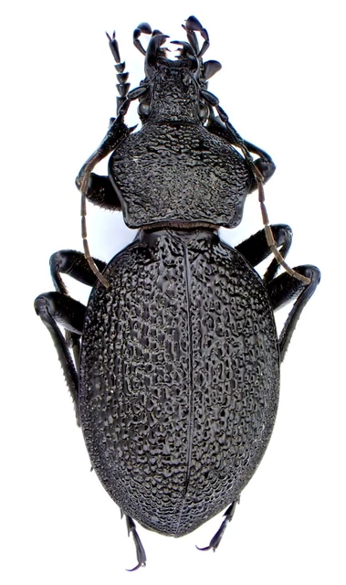197 - CARABUS - Procerus gigas parnassicus m45 - Greece Kavala EUR 81 ...
