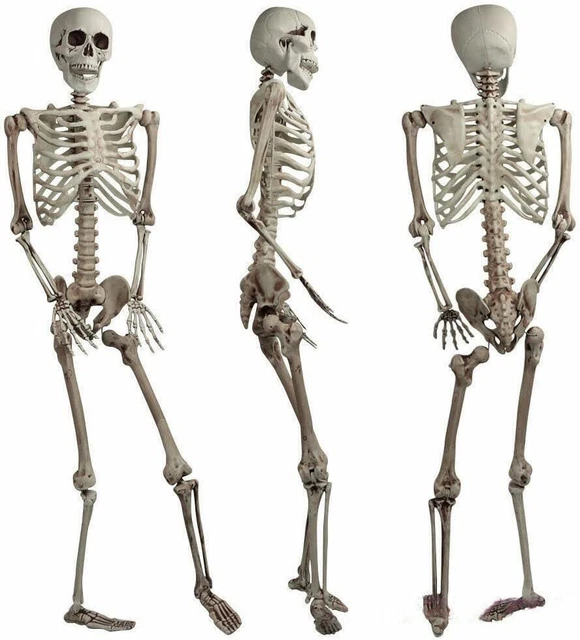 HALLOWEEN SKELETON LIFE Size Prop Poseable Human Giant Bones Decoration ...