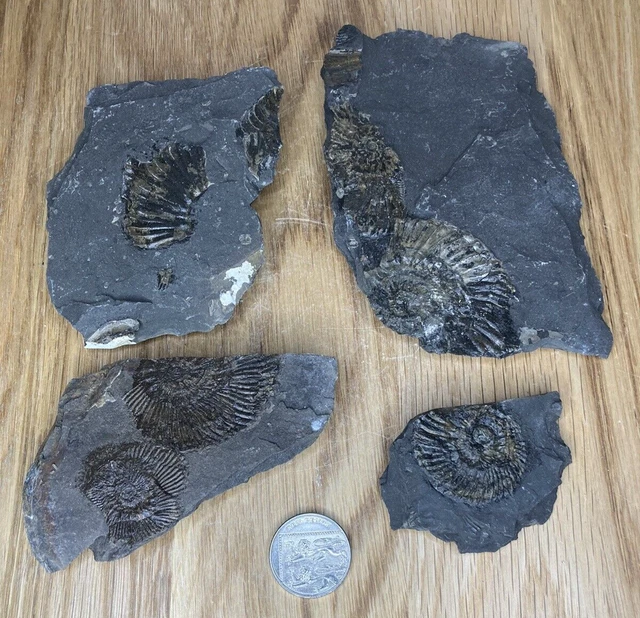 FOSSIL SPECIMEN COLLECTION, Ammonites in matrix, Set of 4, 63mm - 129mm ...