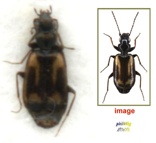 CARABIDAE - SYNTOMUS FUSCOMACULATUS - Entomologie . insecte 1603P EUR 3 ...