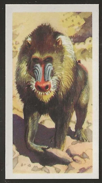 BROOKE BOND (TEA)-(RHODESIAN) African Wild Life 1963-#04- Mandrill £6. ...