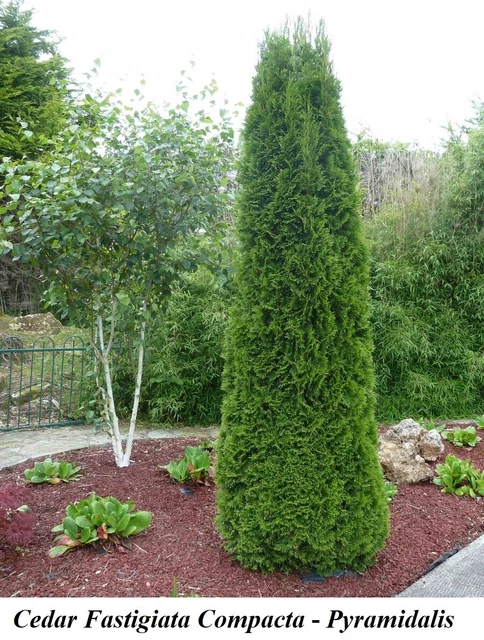GRAINE THUJA FASTIGIATA COMPACTA CÈDRE colonne pyramidale conique ...