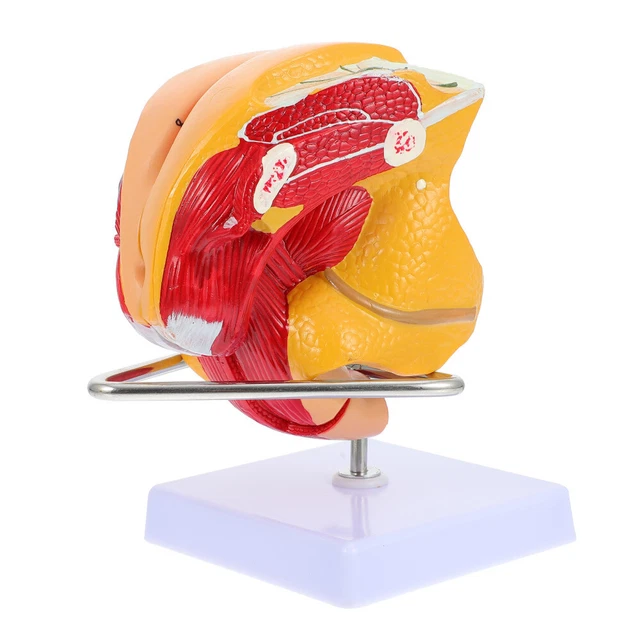 FEMALE UTERUS MODEL Anatomy Body Office Educational Tool Human Genitals ...