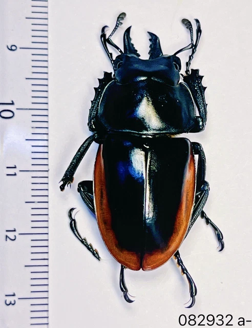 CERAMBYCIDAE LUCANIDAE COLEOPTERA Beetles Lucanus Dorcus Neolucanus ...