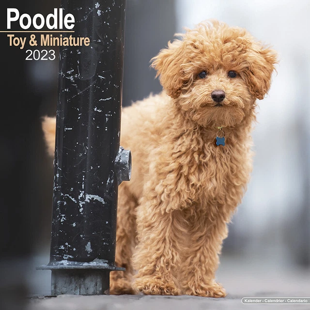 KALENDER 2023 POODLE TOY und Miniature Pudel Pudel Caniche Hund Dog ...