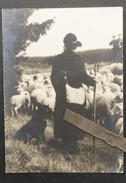 FOTO PORTRAIT SCHÄFERHUND Schafhirte Tier Herde Uniform Hund Tracht ...