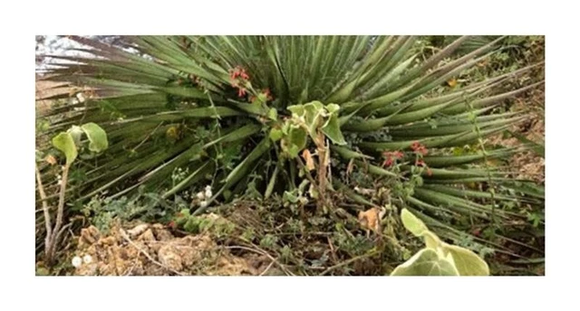10X AGAVE ORTGIESIANA(AGAVE Colimana) Agaves Jardin Plantes - Graines ...