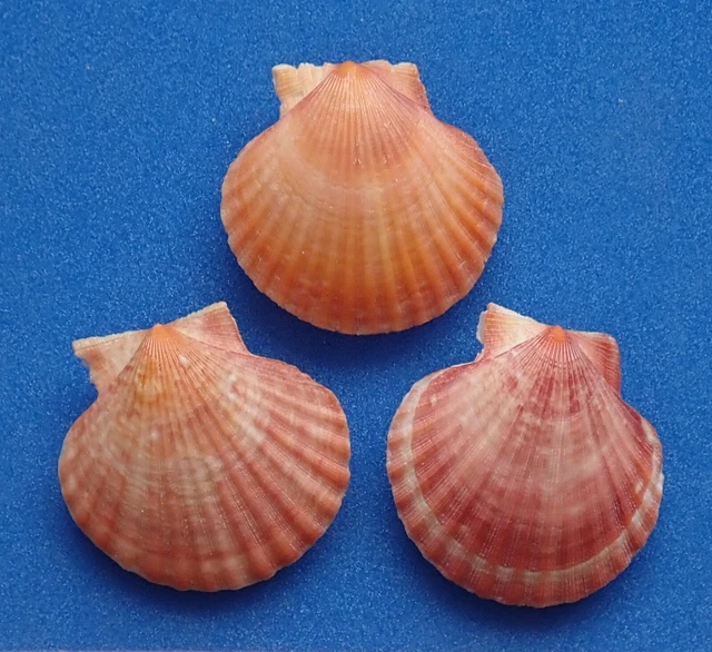 COQUILLAGE DE COLLECTION: Chlamys opercularis (x3) (Pectinidae, France ...