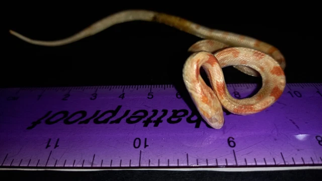 GENUINE WHOLE MUMMIFIED corn snake (Pantherophis guttatus) skeleton ...
