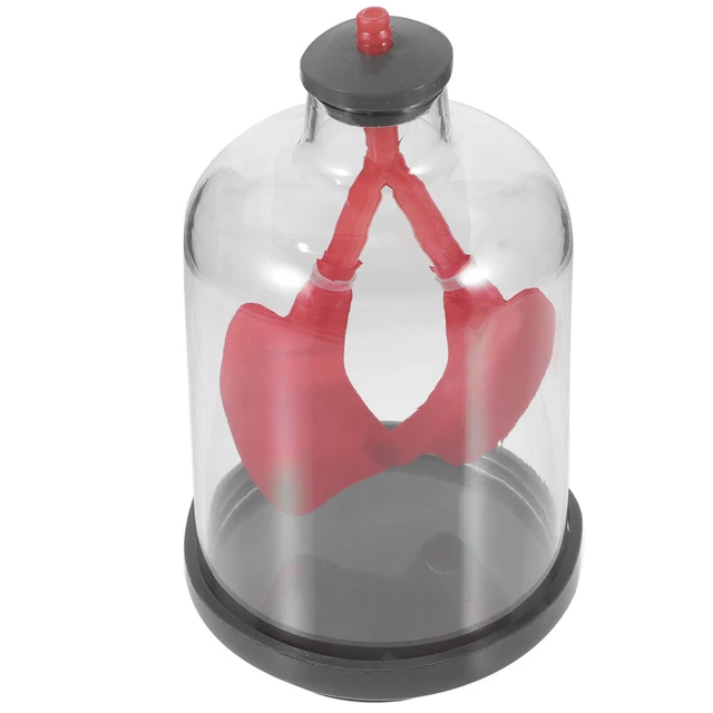 LUNG BREATHING MODEL Diaphragm Organs Physiological Teaching Aid £19.25 ...