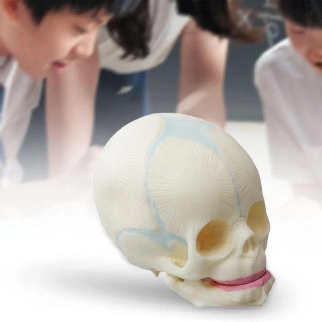 HUMAN SKULL MODEL Anatomy Skull Model for Teaching Display Study ...