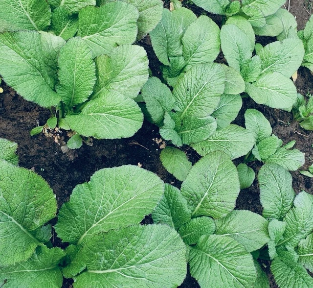 RAYO KO SAAG (Mulpani ko Rayo), Green Mustard seeds, Over 200 seeds. $5 ...