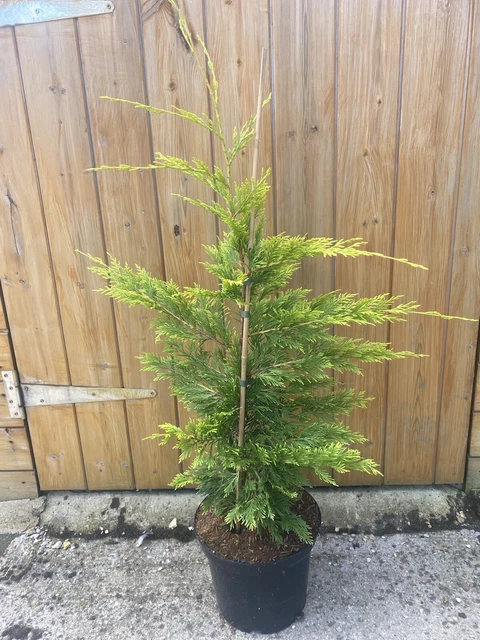 HEDGING CONIFER GOLD Rider Tree 5 Lt Pot Leylandii Plant 4 Foot Tall ...