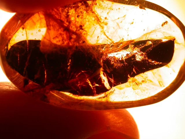 LARGE EXTINCT HYMENAEA Leaf in Dominican Amber Fossil Gemstone £99.55 ...