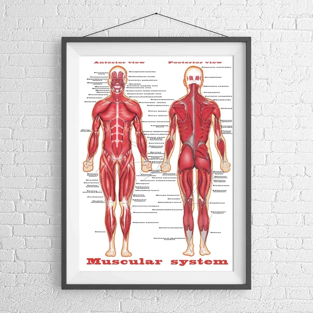 MALE MUSCULAR SYSTEM CHART HUMAN BODY POSTER PICTURE PRINT Size A5 to ...