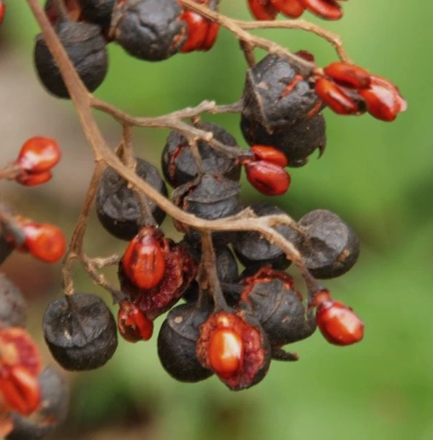 SOAP TREEX1 AUSTRALIAN Native bush medicine pollinator attracting ...