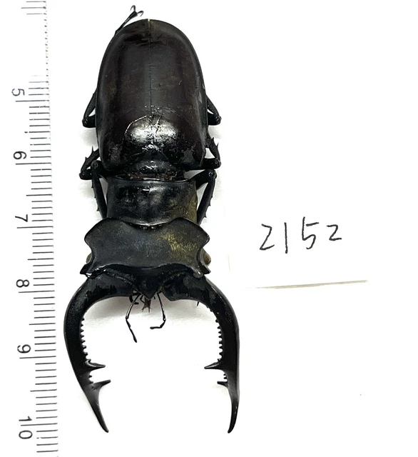 LUCANIDAE COLEOPTERA BEETLES dynastes Lucanus Yunnan China $20.00 ...