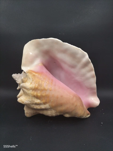 GIANT, HEAVY STROMBUS gigas sea shell. Pink bohemian queen conch moana ...