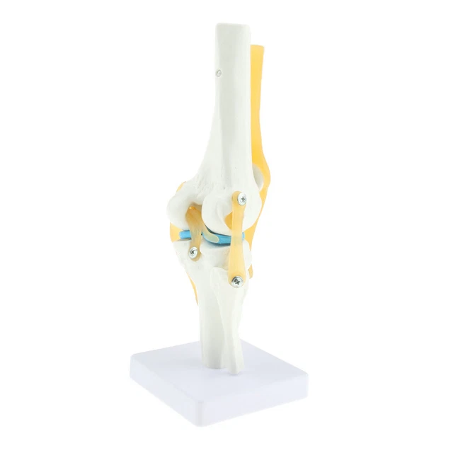 KNEE JOINT MODEL Life Size Human Skeleton Anatomy Study Display ...