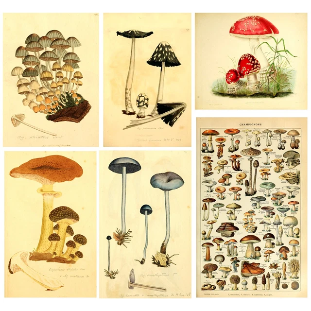 EDUCATIONAL VINTAGE A3 A4 A5 Mushroom Chart Science Fungi Art Biology ...