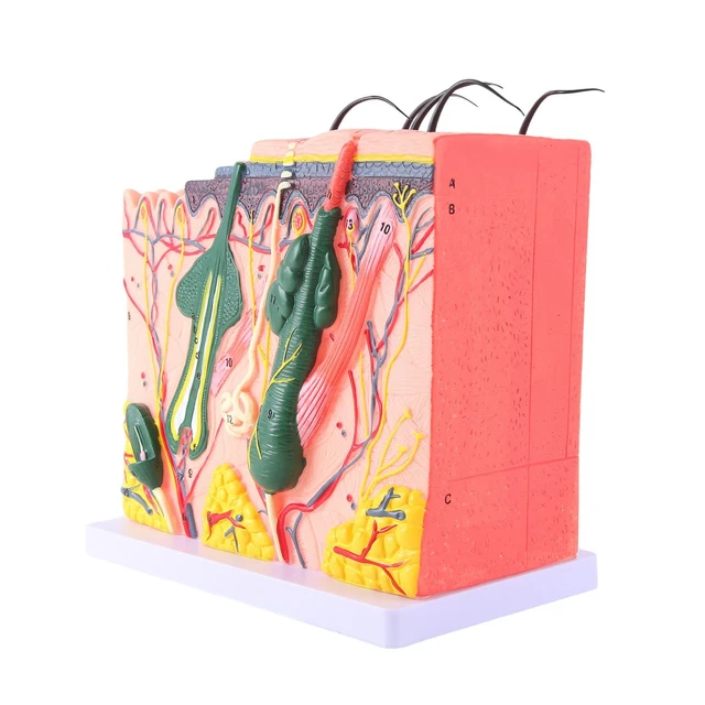 SKIN MODEL SKIN Hair Structure Enlarged Model Anatomy Model ...