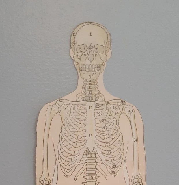 ANCIEN SQUELETTE ANATOMIE en papier de 40 cm cabinet de curiosité ... ANCIEN SQUELETTE ANATOMIE en papier de 40 cm cabinet de curiosité ...