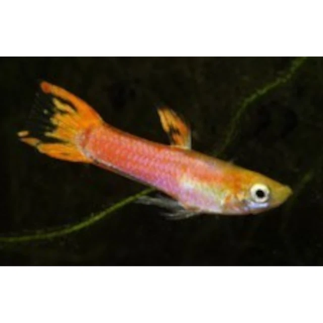 PINK PARADISE ENDLERS guppy - Poecilia wingei - live bearer- tropical ...