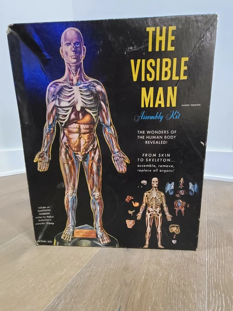 VINTAGE THE VISIBLE MAN Human Body Anatomy MODEL Skeleton Science KIT ...