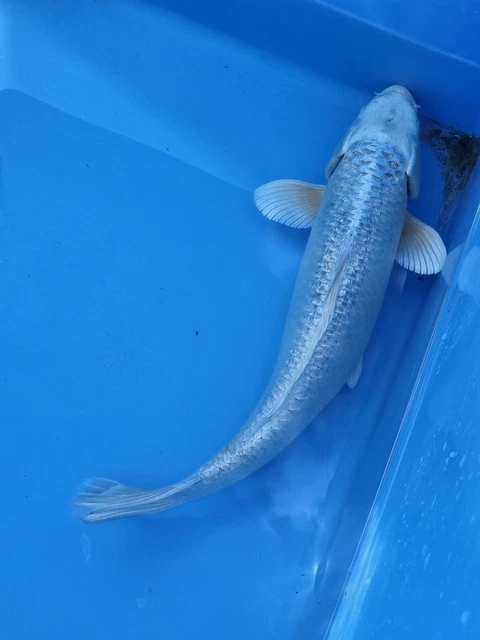 17& JAPANESE PLATINUM Ogon Koi Carp Fish £50.00 - PicClick UK