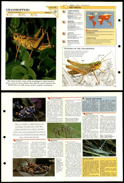 GRASSHOPPERS #29 INSECTS Wildlife Fact File Fold-Out Card £1.99 ...