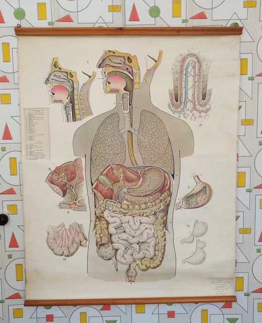1950S VINTAGE ADAM Rouilly & Co Digestive System in Man. Anatomical ...