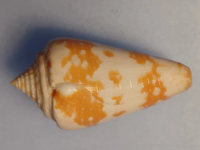 CONUS CEDONULLI DOMINICANUS 41,3 mm F++ rare EUR 25,50 - PicClick FR