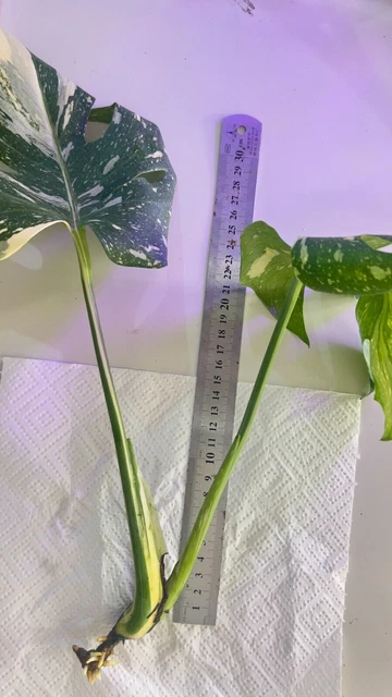 MONSTERA THAI CONSTELLATION Healthy Cutting Send Bare Rooted Ready to ...