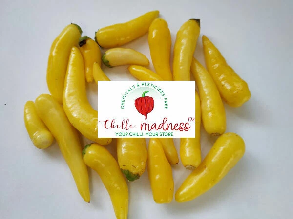 CHILLI GOLDFINGER A Very Edible Ornamental Chilli Pepper Variety 10 ...